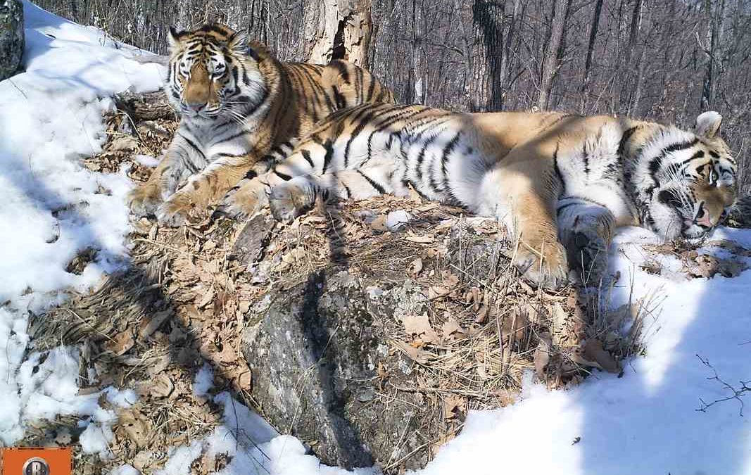 Two Tigers Couldn’t Be Apart–A Love Story Born of Restoring Big Cats in Russia After 50 Years ...